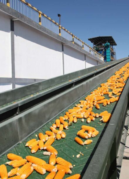 Origin Agritech | Feed the Future | GMO Seed Biotechnology Leader